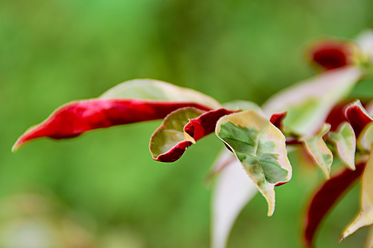 Chinese Croton Leaves Plant - Free photo on Pixabay