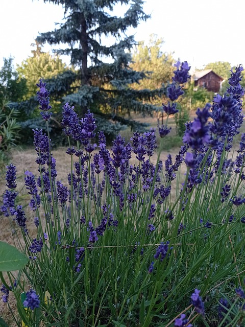 Natureza Lavanda - Foto gratuita no Pixabay - Pixabay