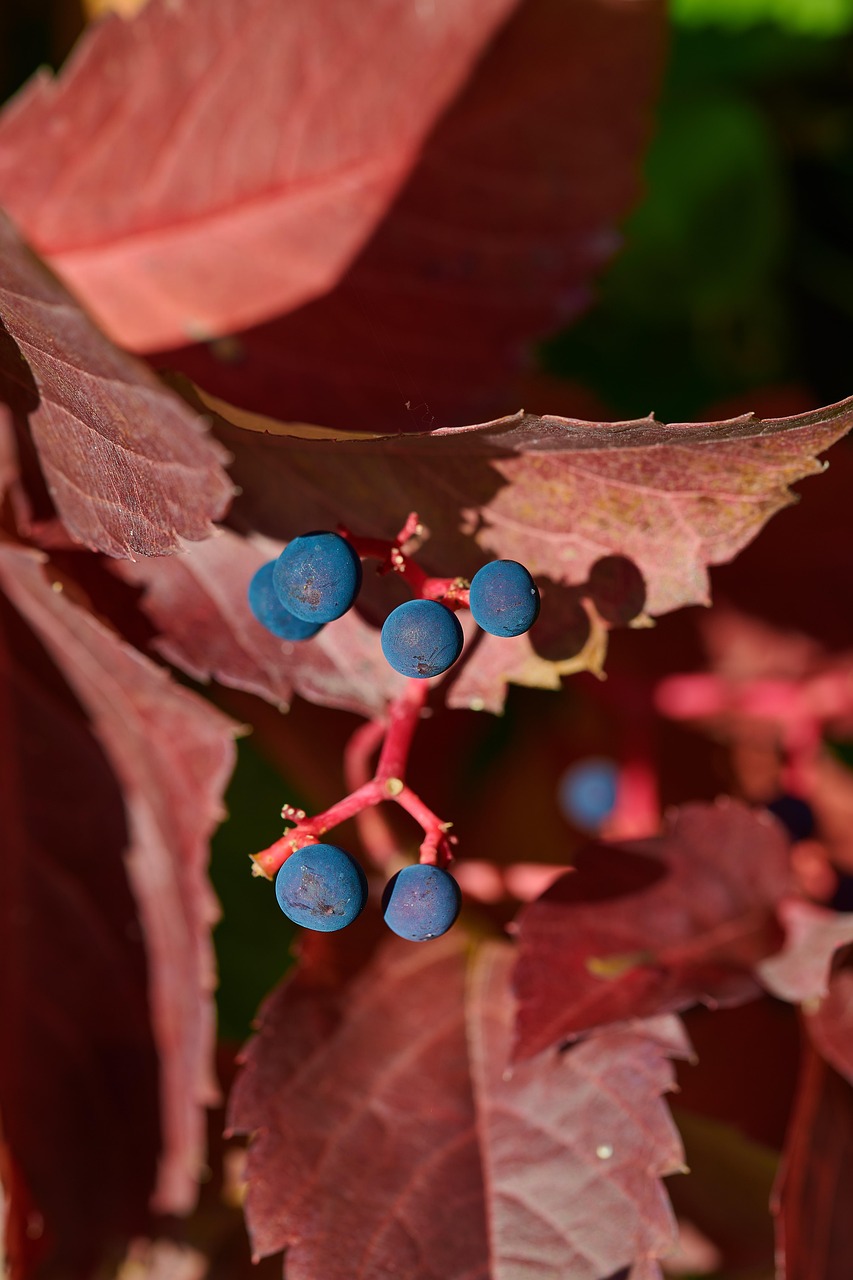 Autumn Berries Foliage - Free photo on Pixabay
