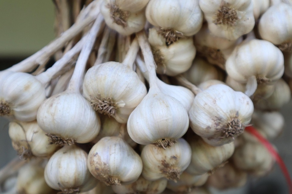 Garlic Spice Ingredient - Free photo on Pixabay - Pixabay