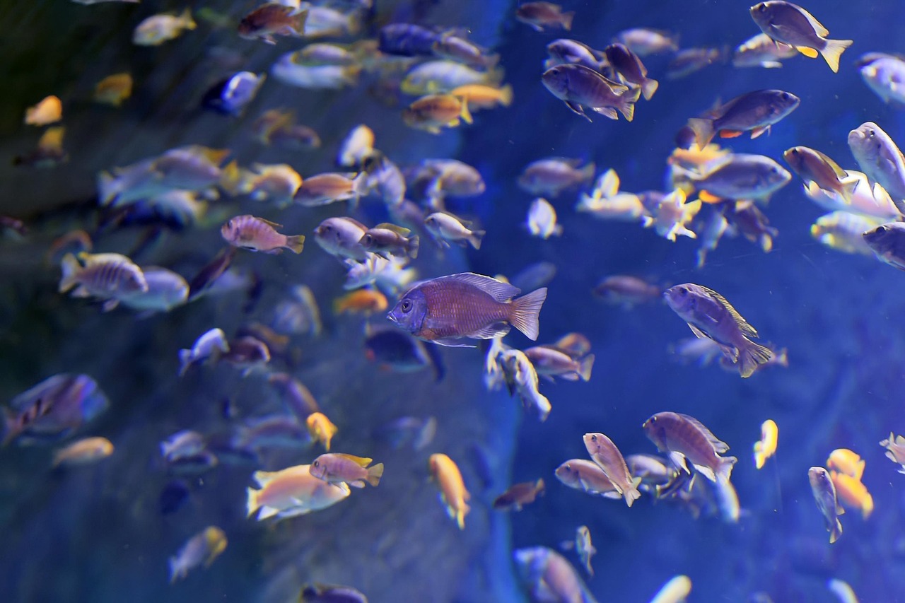Aquarium Fisch Schwimmen - Kostenloses Foto auf Pixabay - Pixabay