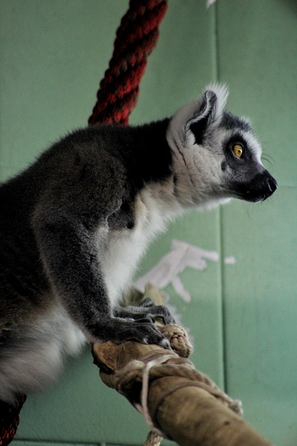 Animal Zoo Lemur - Free photo on Pixabay - Pixabay