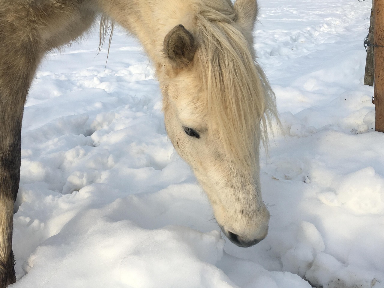 Cavalo Na Neve Inverno Panorama - Foto gratuita no Pixabay - Pixabay