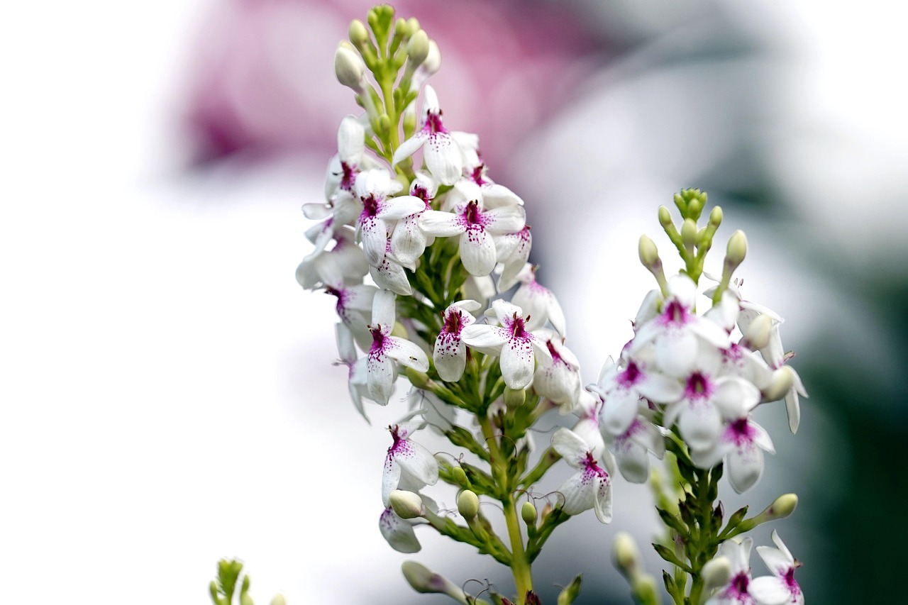 Fleurs Blanches Jardin - Photo gratuite sur Pixabay - Pixabay