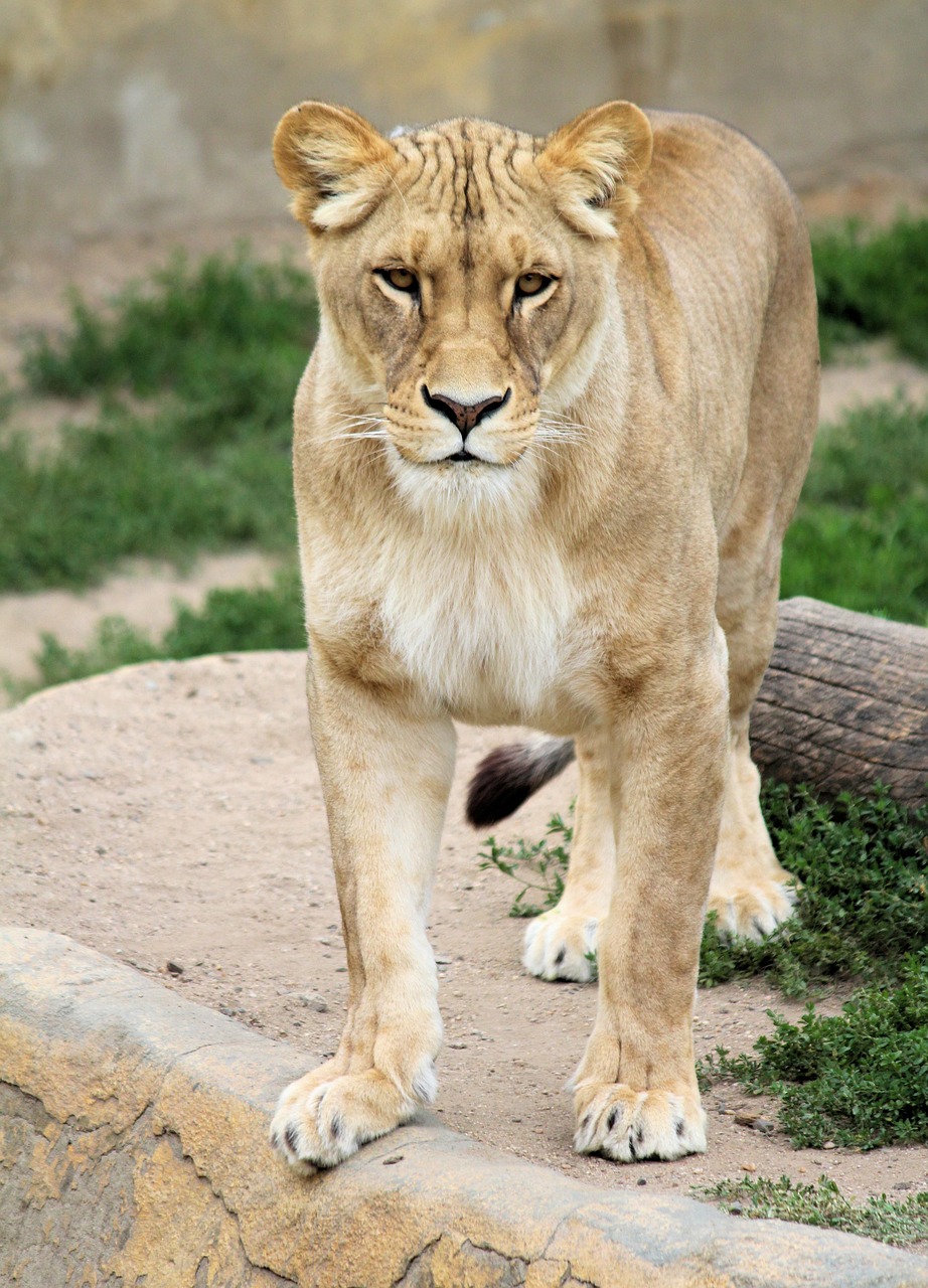 Animal León Mamífero - Foto gratis en Pixabay - Pixabay