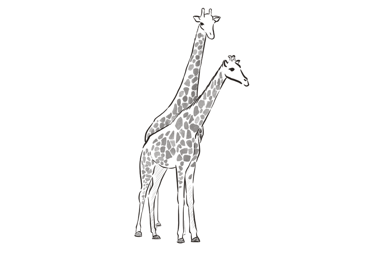 80+ Free Sketsa Gambar Binatang & Sketch Images - Pixabay