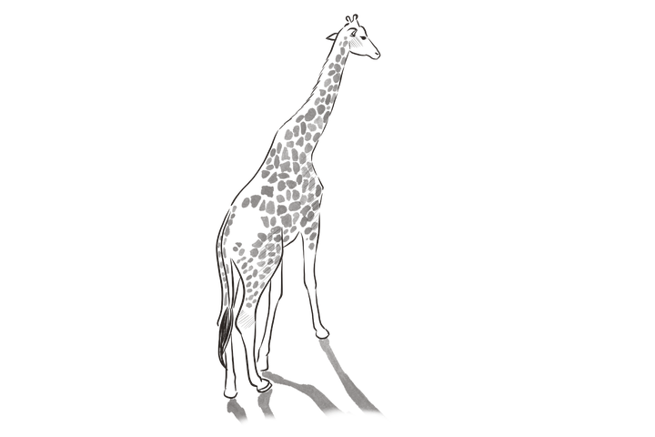 90+ Free Giraffe Drawing & Giraffe Images - Pixabay