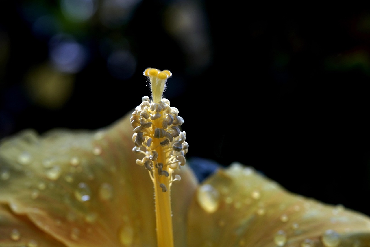 Hibiscus Fleur Pistil - Photo gratuite sur Pixabay - Pixabay