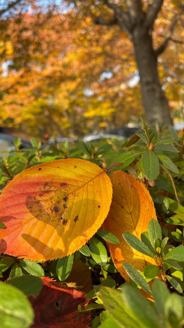Feuilles Feuillage Les Plantes - Photo gratuite sur Pixabay - Pixabay