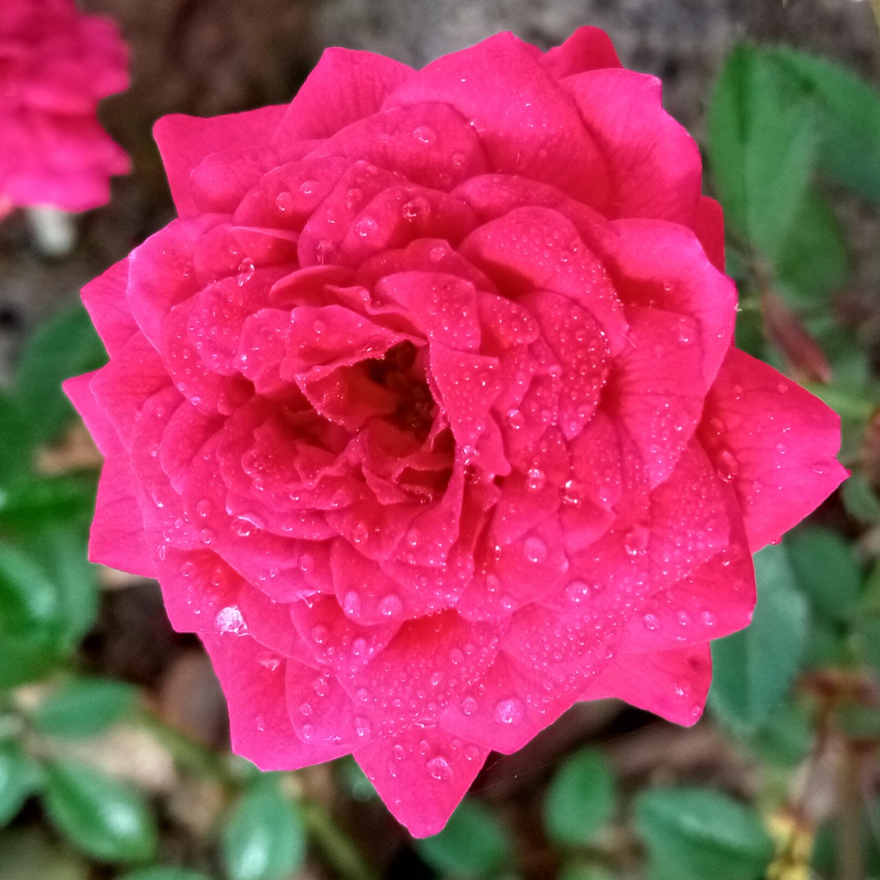 Rose Flower Plant Pink - Free photo on Pixabay - Pixabay