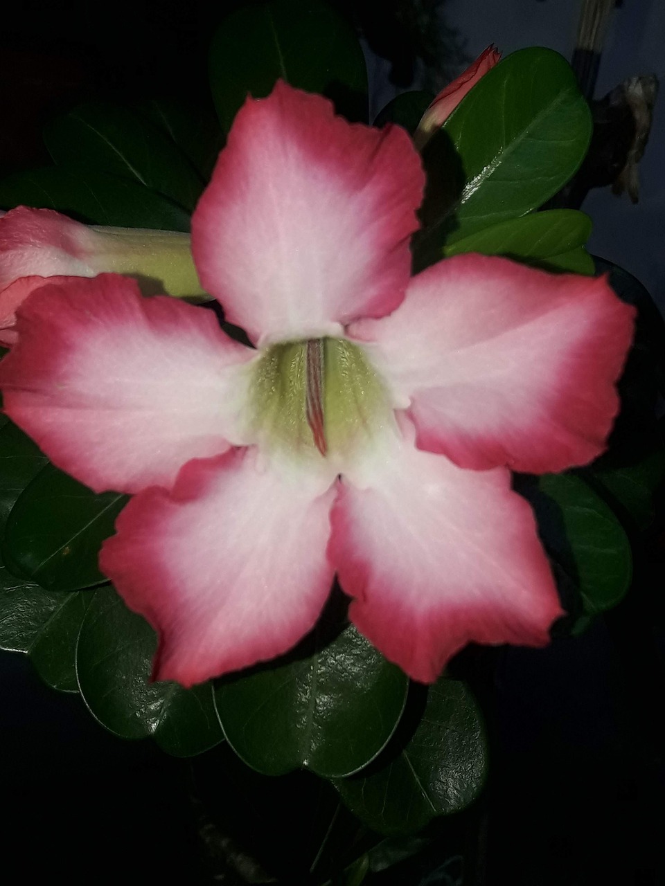Pink Flower Nature Free Photo On Pixabay Pixabay