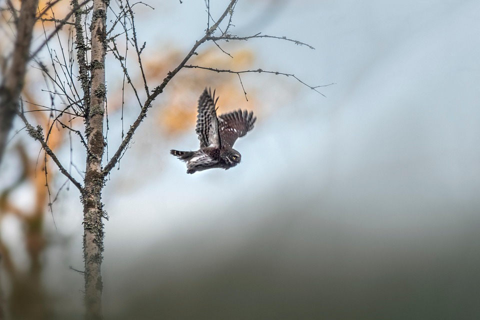 Eurasian Pygmy Owl Flying - Free photo on Pixabay - Pixabay