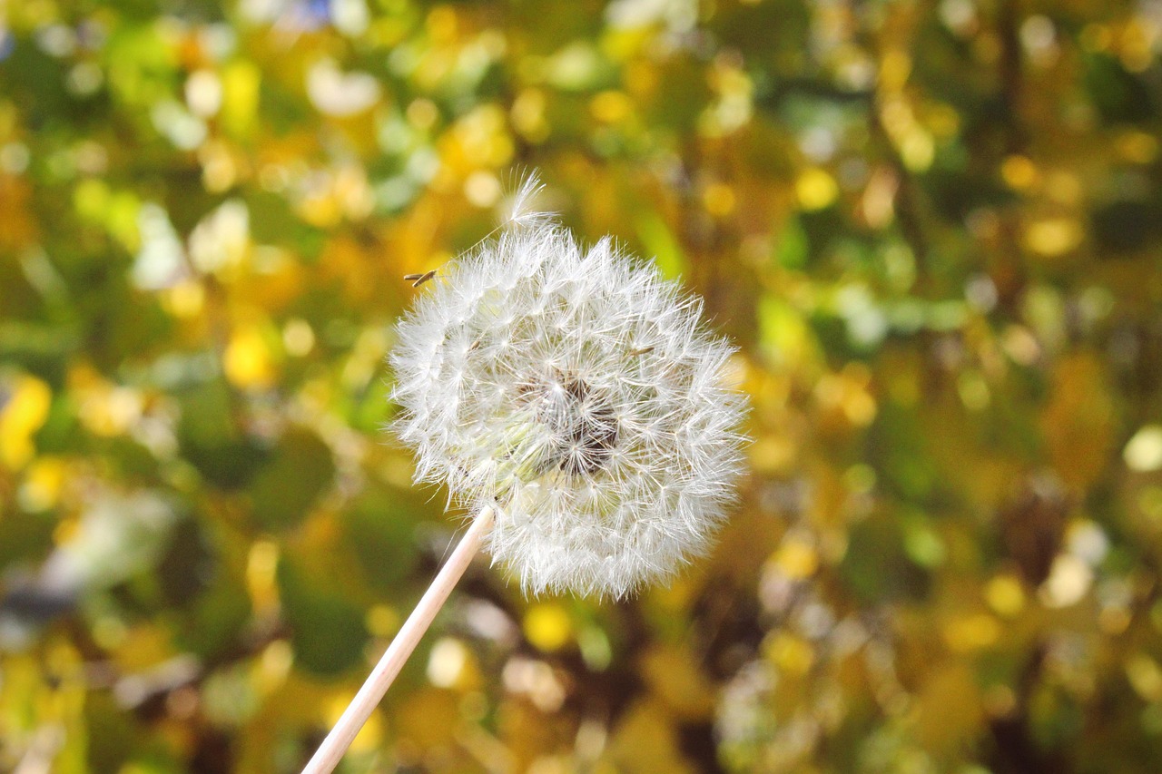 Dandelion Seed Head Plant - Free photo on Pixabay