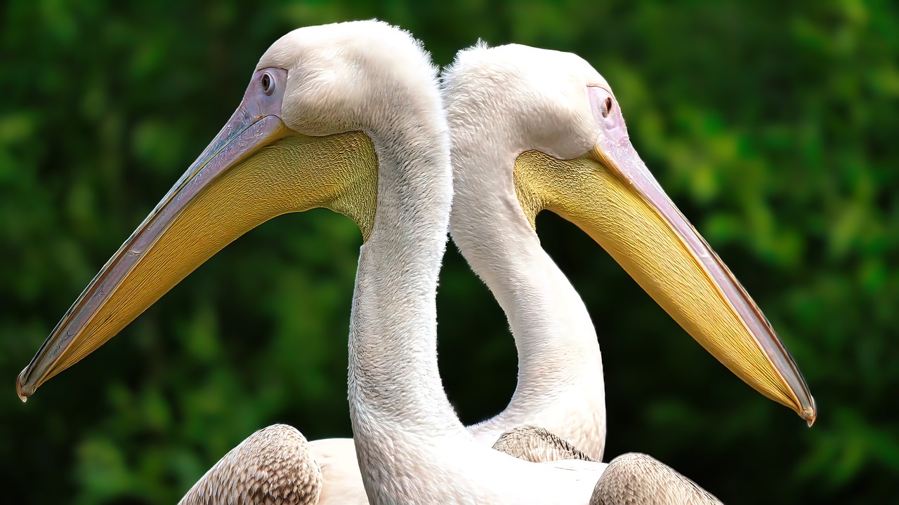 Pelicans Birds Animals - Free photo on Pixabay