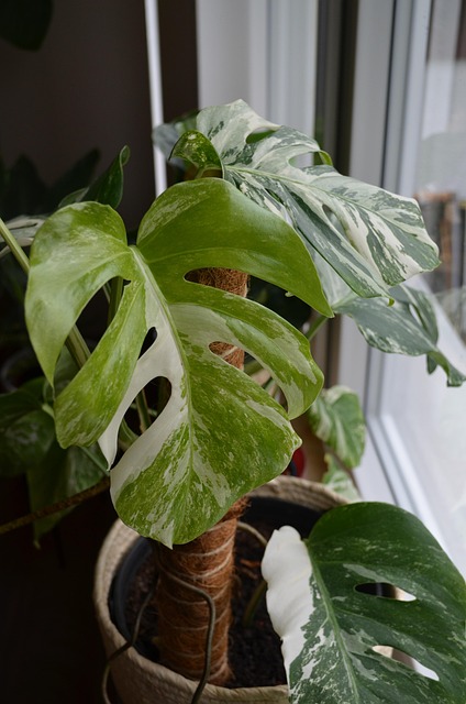 Monstera Tropis Hutan Ruang - Foto gratis di Pixabay - Pixabay
