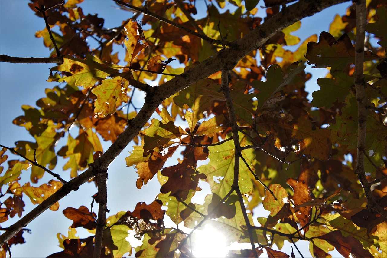 Leaves Branch Fall - Free photo on Pixabay - Pixabay