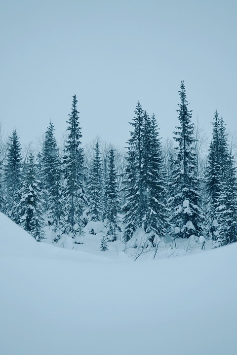 Winter Schnee Wald - Kostenloses Foto auf Pixabay
