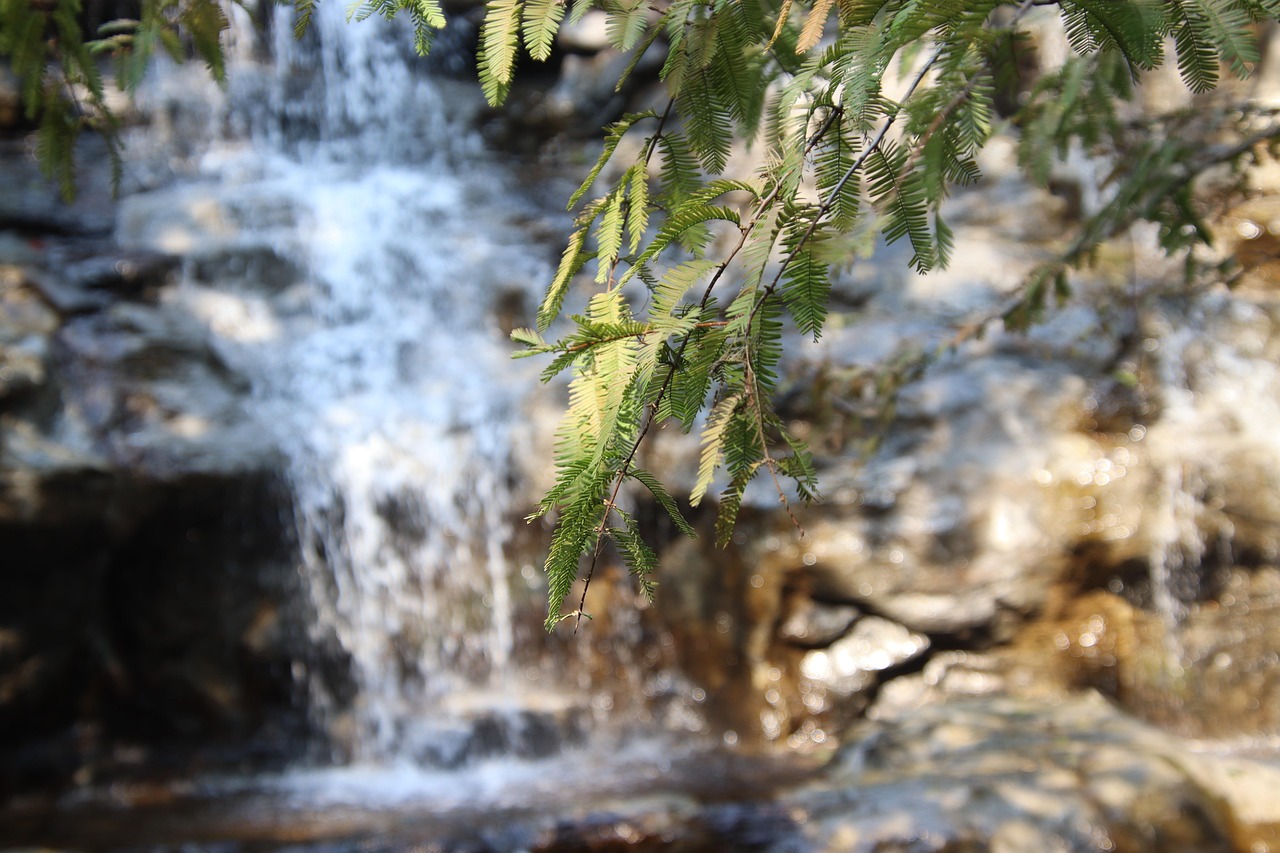 Dawn Redwood Waterfall Forest - Free photo on Pixabay - Pixabay