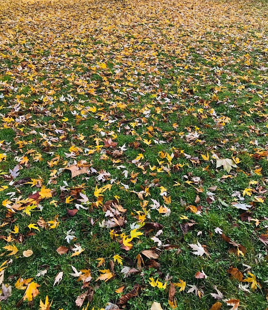 Dead Leaves Autumn Public Park - Free photo on Pixabay