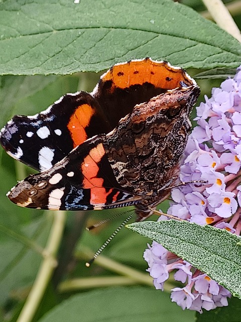 Butterfly Insect Lilac - Free photo on Pixabay - Pixabay