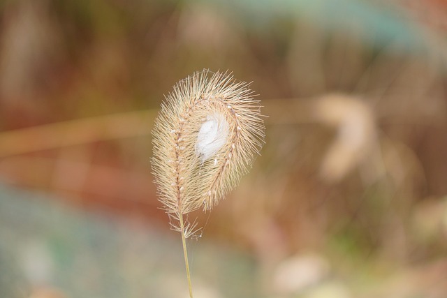 Setaria Viridis Botany Plant - Free photo on Pixabay