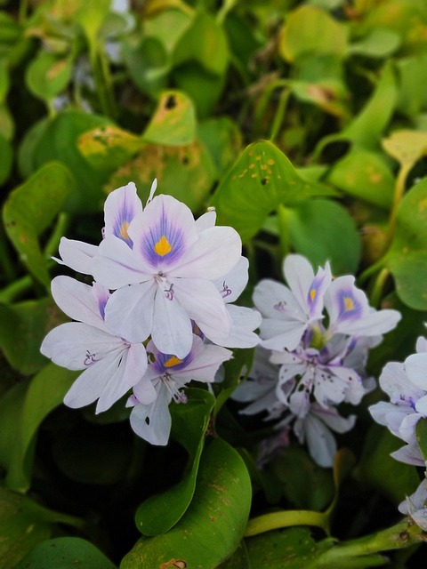 Water Hyacinth Flowers Plant White - Free photo on Pixabay - Pixabay