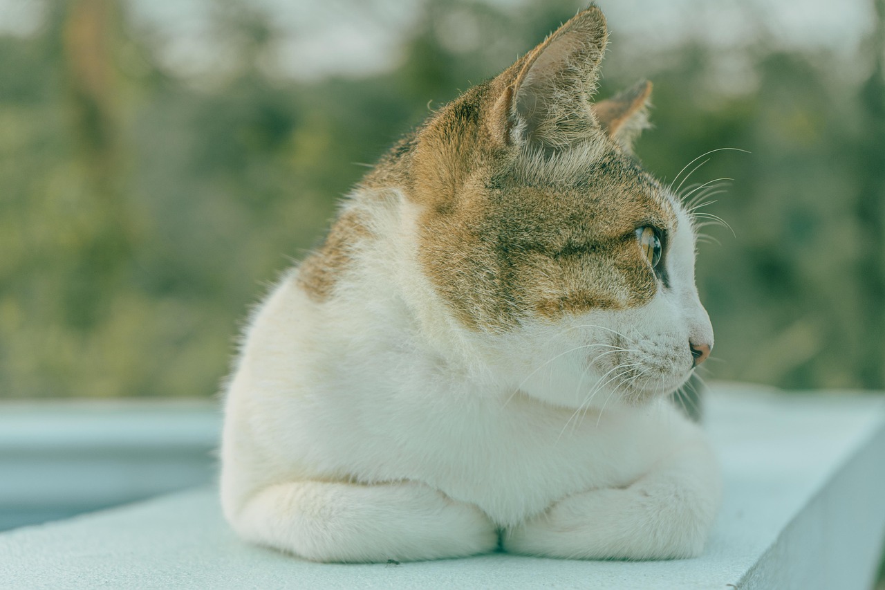 Animal Gato Mamífero - Foto gratuita no Pixabay - Pixabay