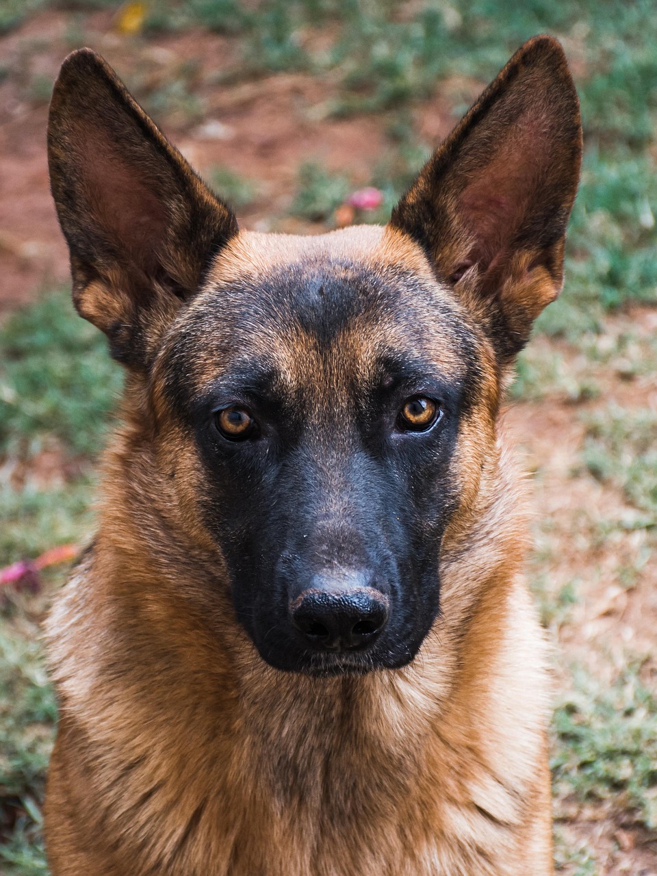 Perro Pastor Alemán Mascota Comandante, El Nuevo Integrante De La