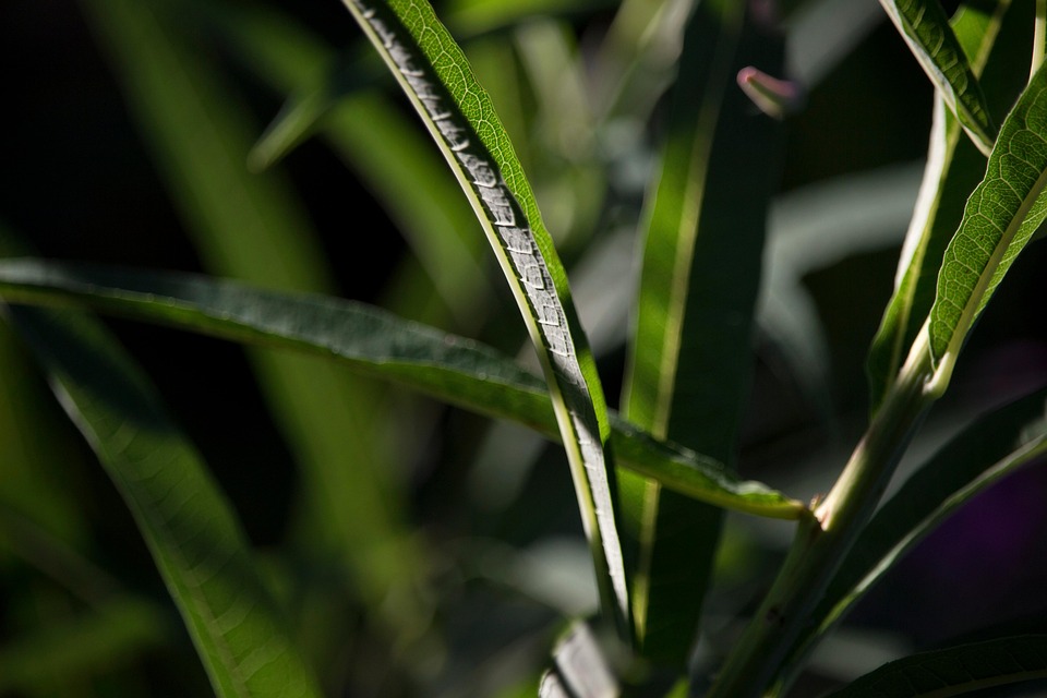 Gras Natur Wiese - Kostenloses Foto auf Pixabay - Pixabay