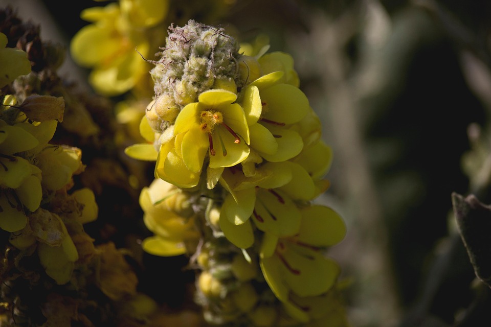 Mullein Flowers Yellow - Free photo on Pixabay - Pixabay