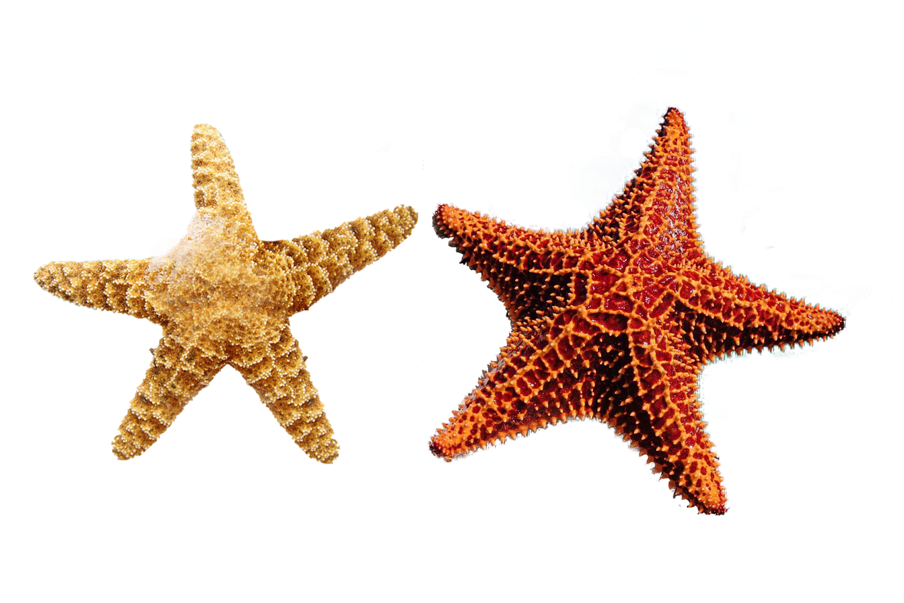 Starfishes Sea Stars - Free image on Pixabay