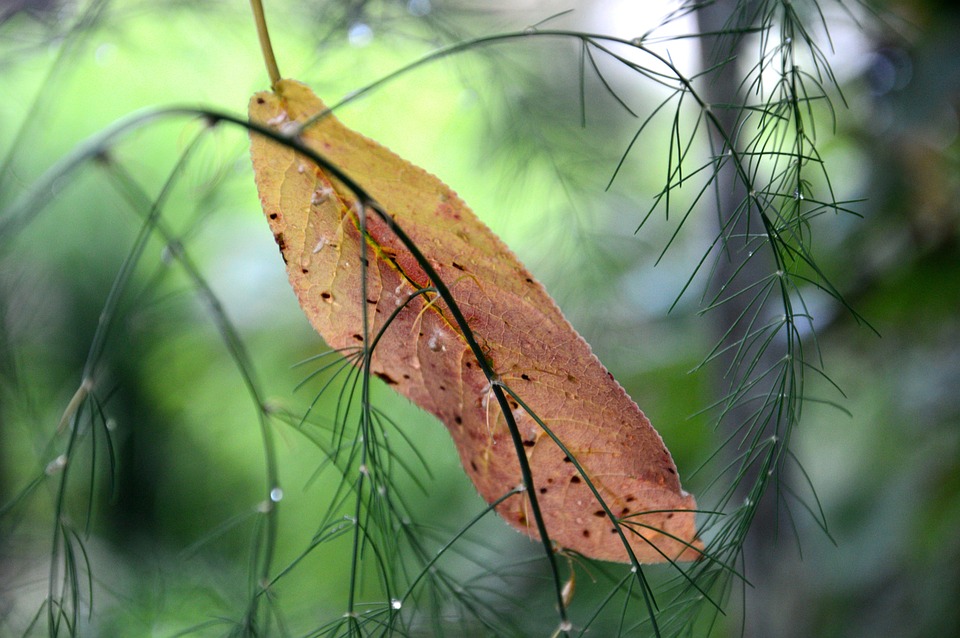 Bird Cherry Leaf Hackberry - Free photo on Pixabay