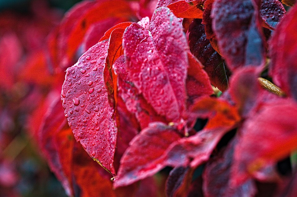 American Vine Red Leaves Foliage - Free photo on Pixabay