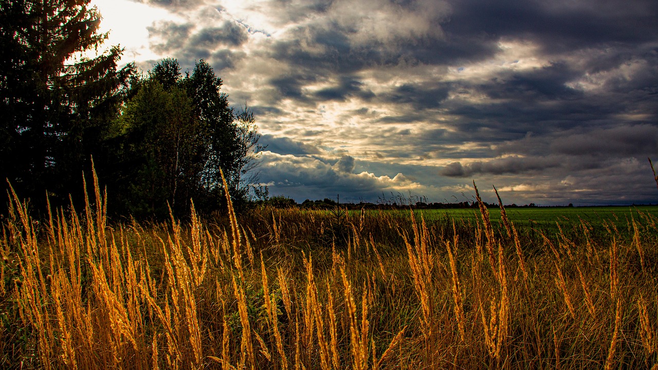 Field Meadow Overcast - Free photo on Pixabay