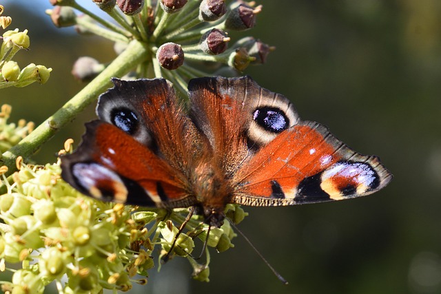 Paon Papillon Fleur Aile - Photo gratuite sur Pixabay - Pixabay