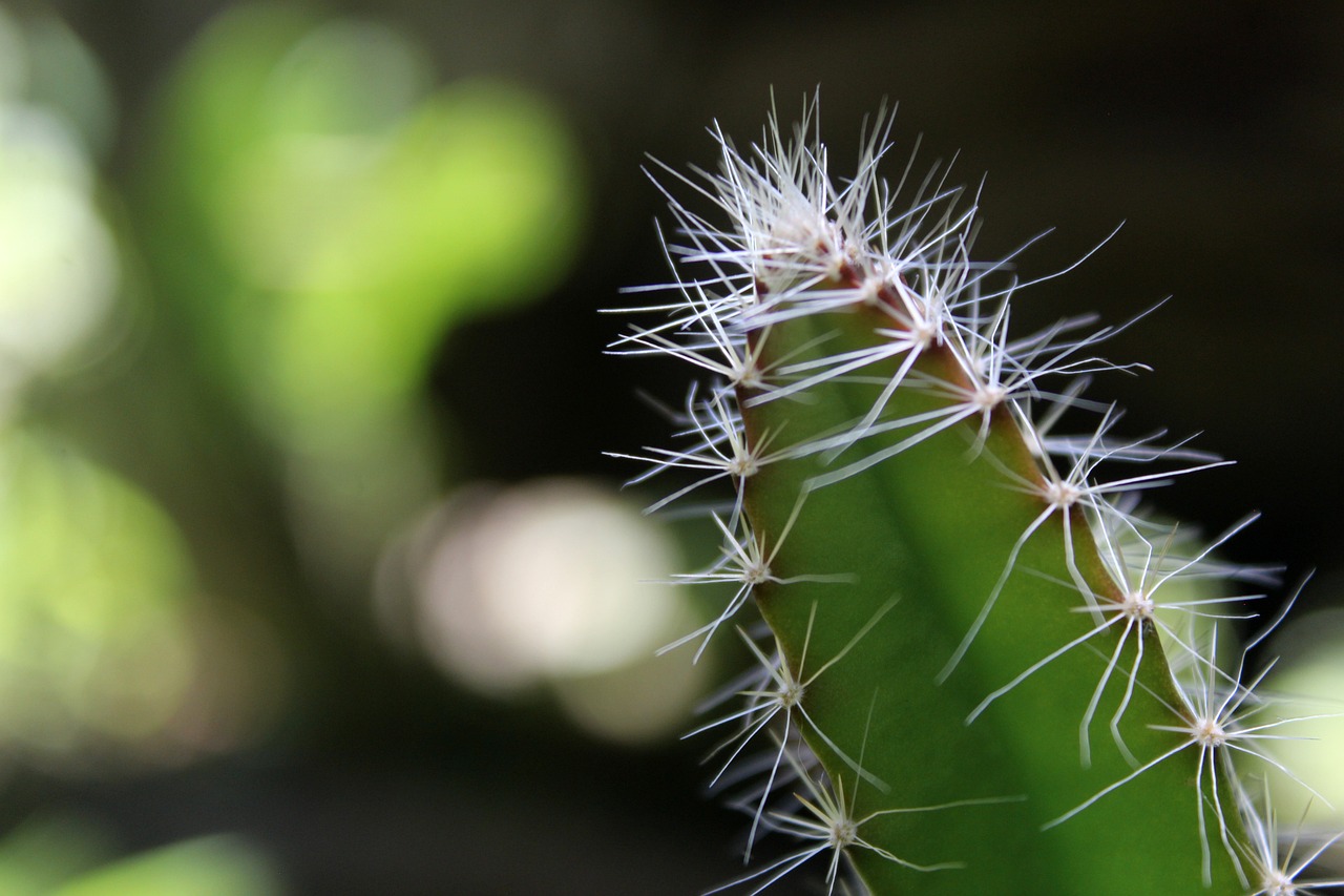 Plantes Cactus Épine - Photo gratuite sur Pixabay - Pixabay