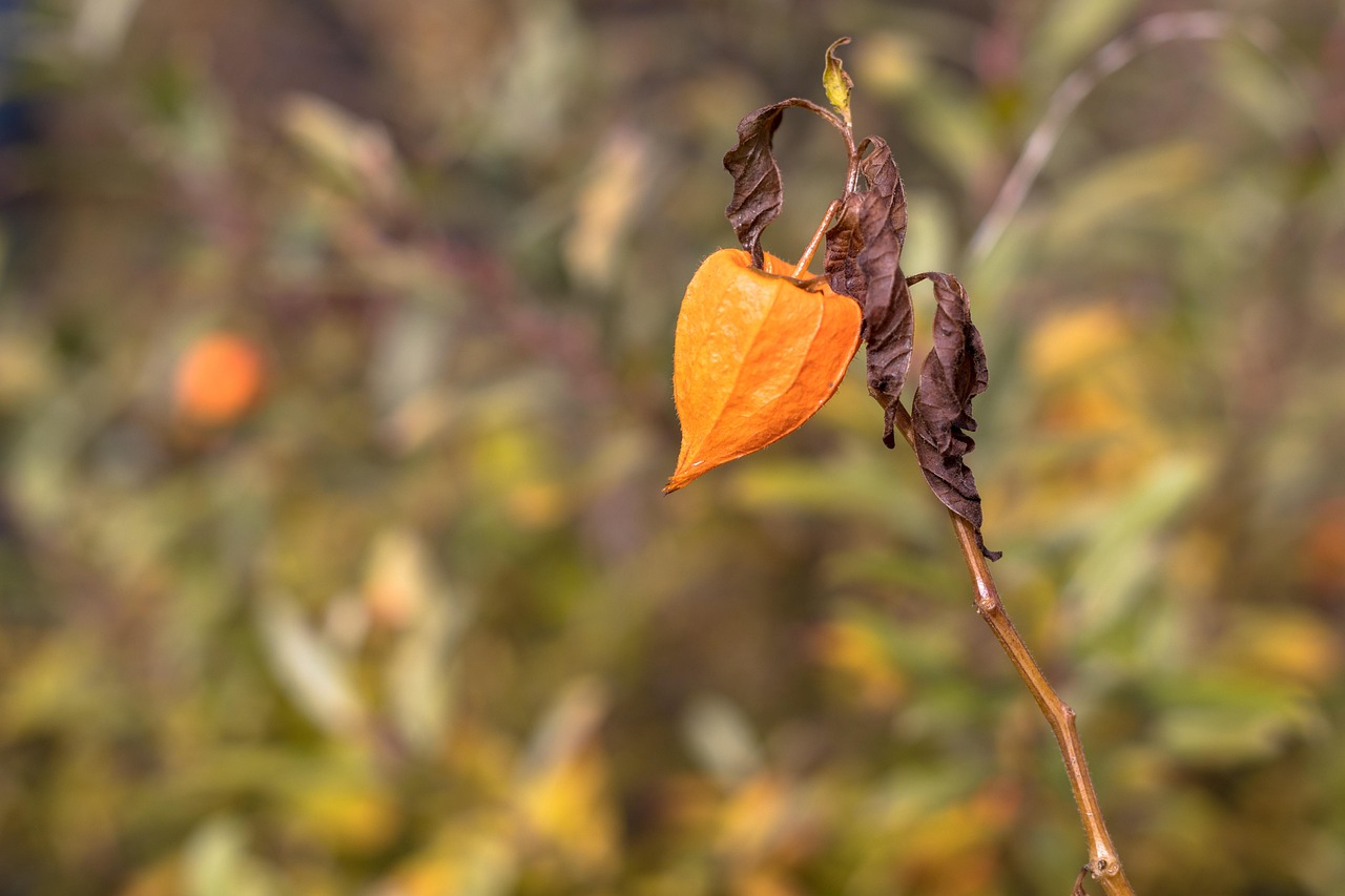 Bladder Cherry Seed Pod Fall - Free photo on Pixabay - Pixabay