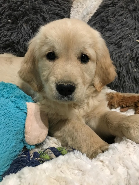Golden Retriever Filhote De - Foto gratuita no Pixabay - Pixabay