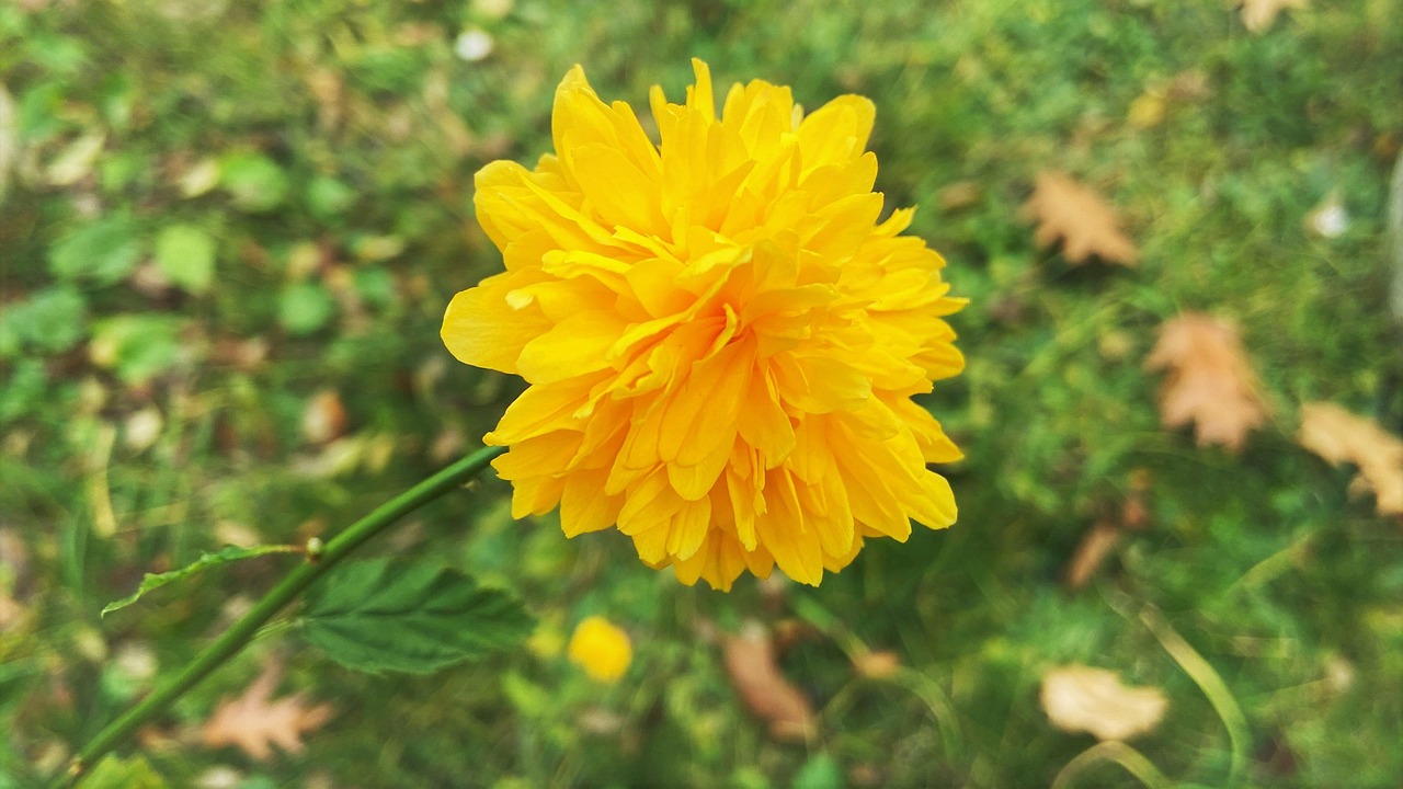 Japanese Keria Flower Plant - Free photo on Pixabay