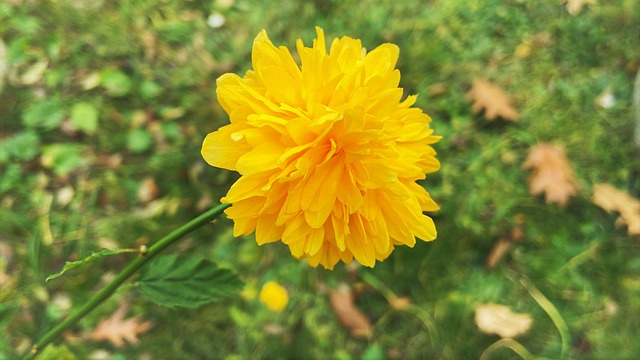 Japanese Keria Flower Plant - Free photo on Pixabay