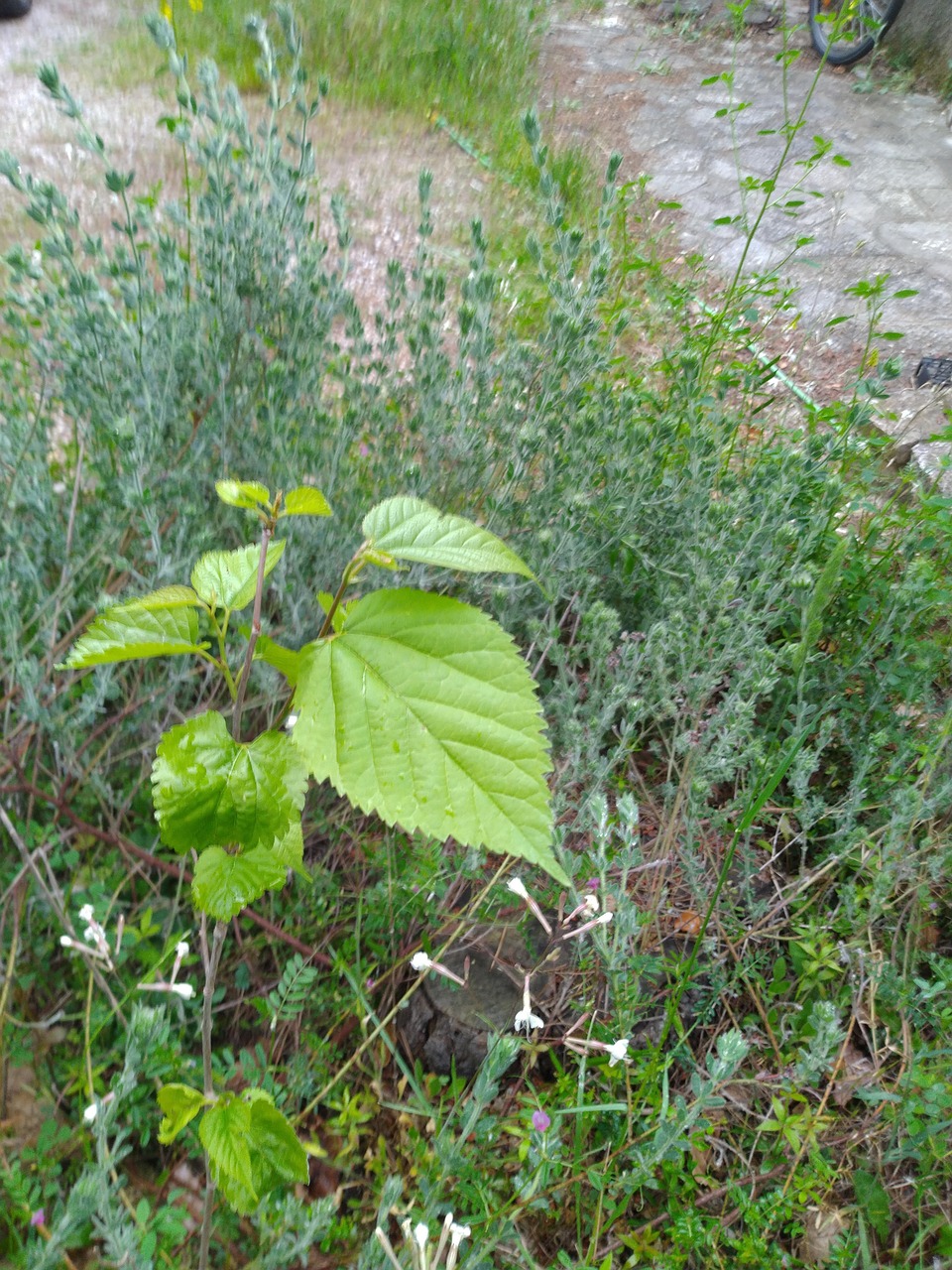 Nature Feuille Thym - Photo gratuite sur Pixabay - Pixabay