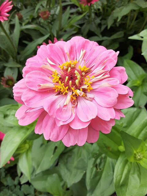 Zinnia Flor Rosa - Foto gratis en Pixabay - Pixabay