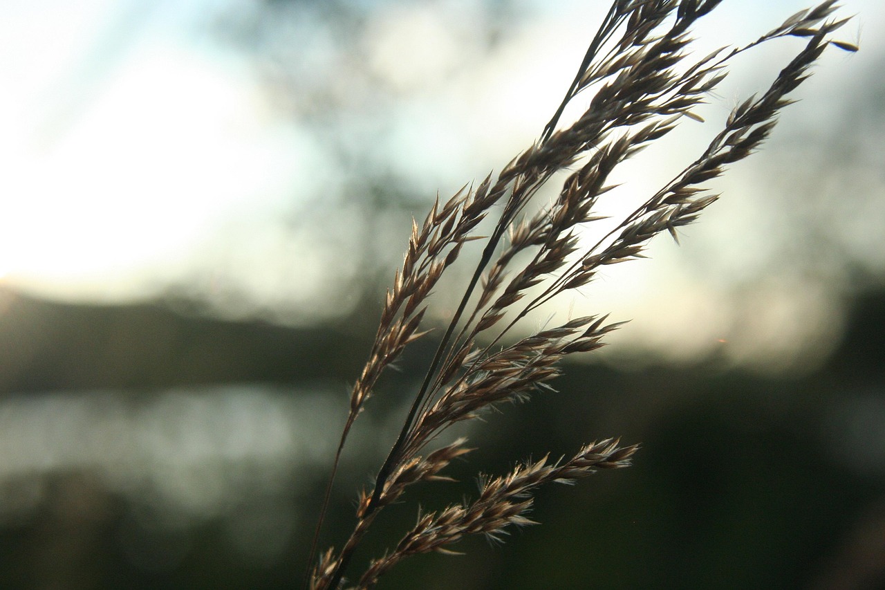 Grain Grass Meadow - Free photo on Pixabay - Pixabay