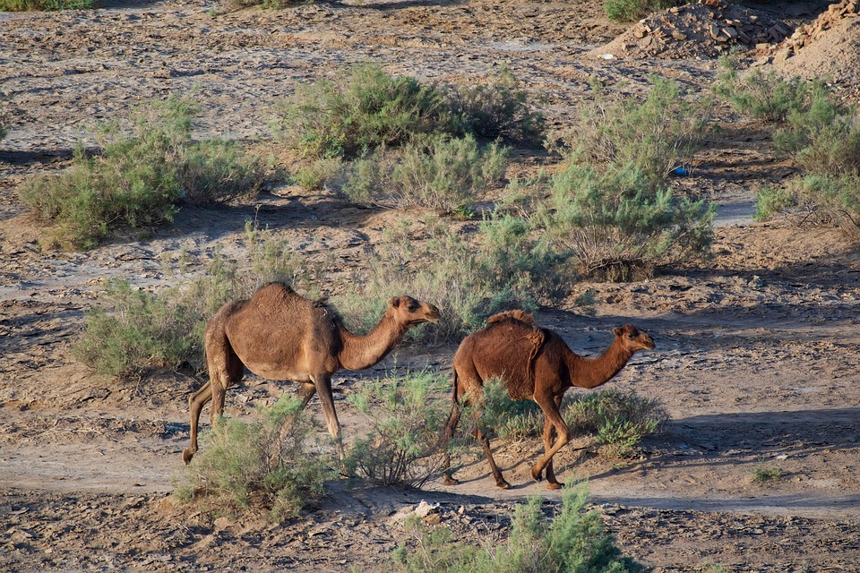 Animal Camello Desierto Parque - Foto gratis en Pixabay - Pixabay