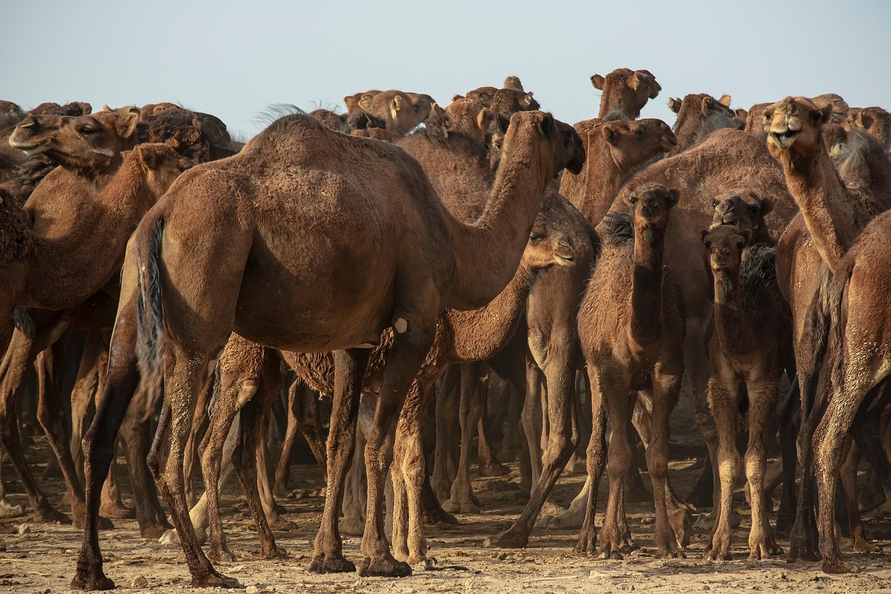 Fondo De Pantalla De Camellos Animales 100+] Fondods De Camellos