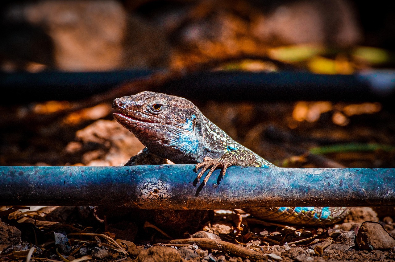 Tenerife Lizard Reptile Animal - Free photo on Pixabay - Pixabay