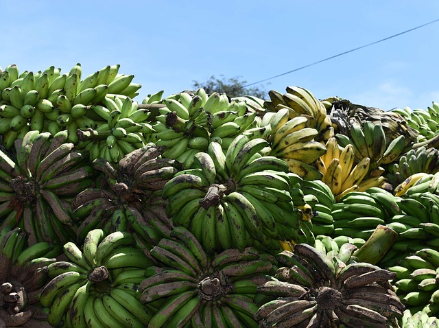 3+ Free Pisang Alpukat Semangka & Pisang Images - Pixabay