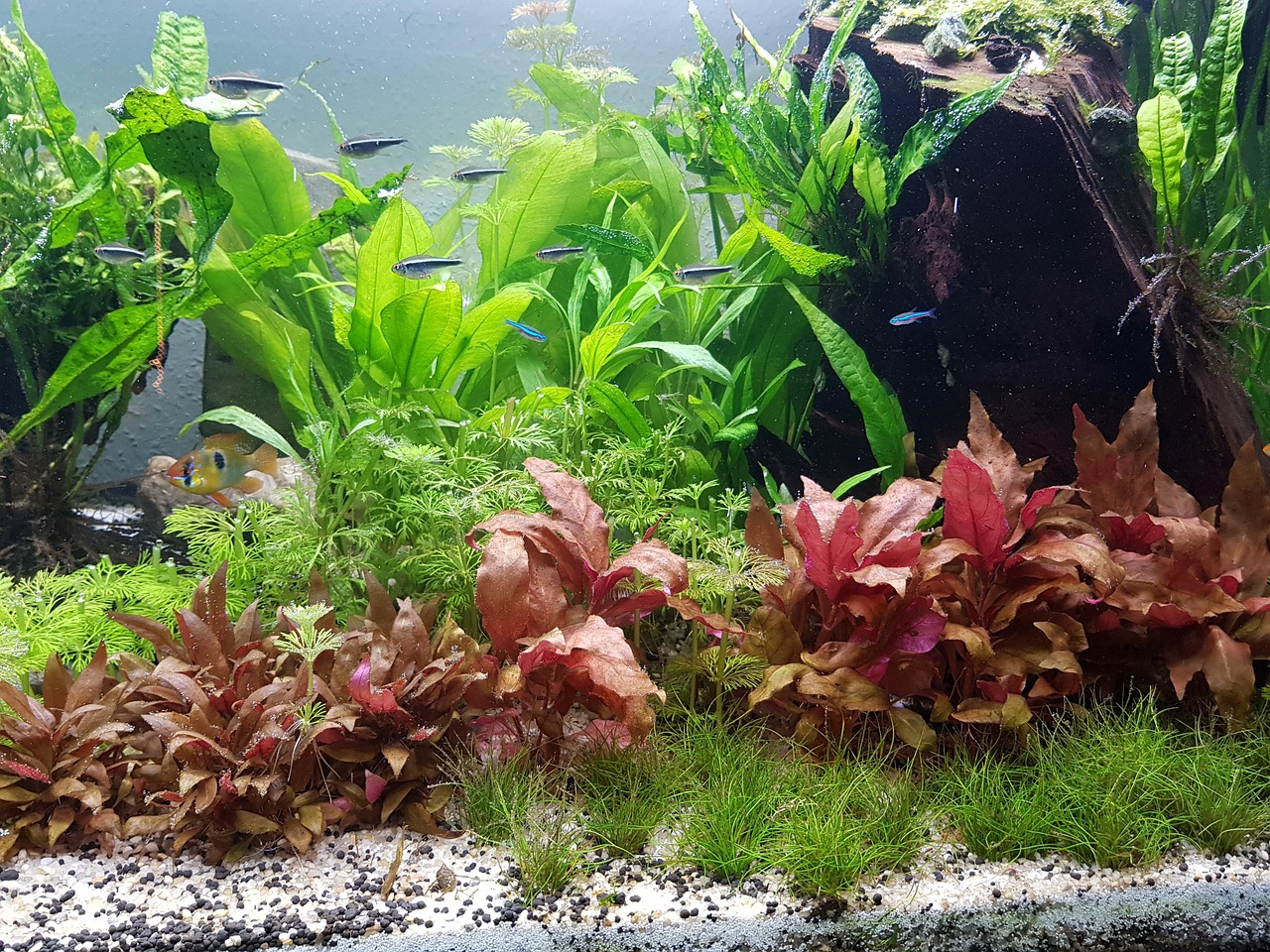 Aquaristic Aquarium Alternanthera - Free photo on Pixabay - Pixabay