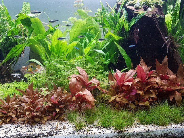 Aquaristic Aquarium Alternanthera - Free photo on Pixabay - Pixabay