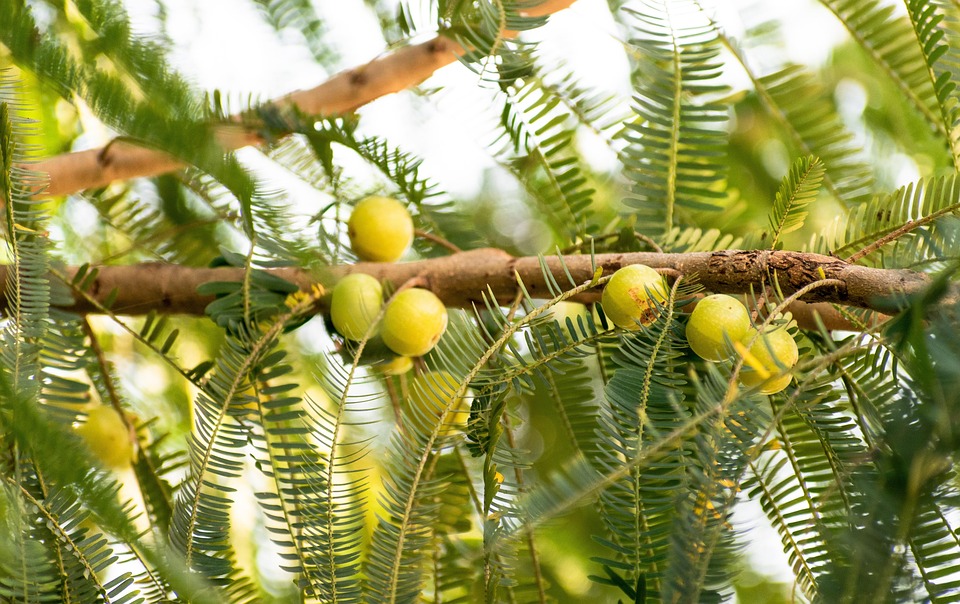 Gooseberry Berry Organic - Free photo on Pixabay